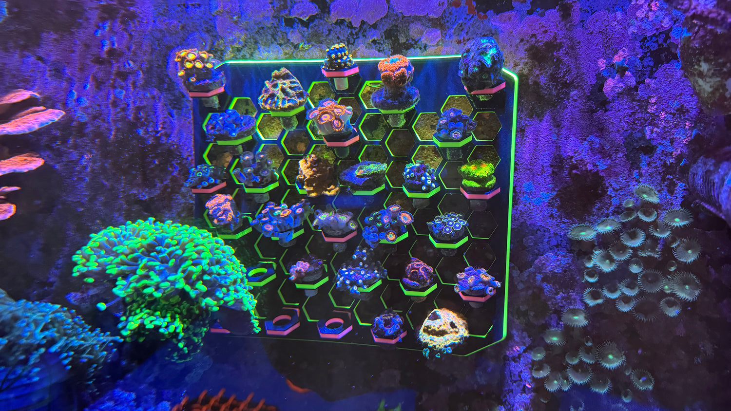 Collections – Rhino's Reef